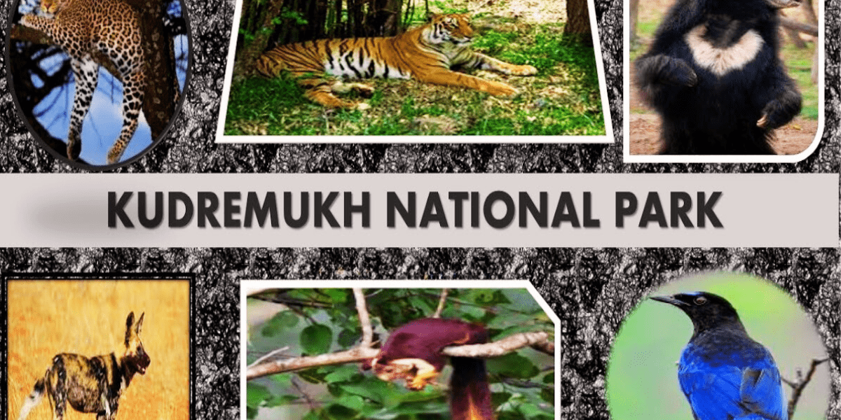 Wonders of Kudremukh National Park