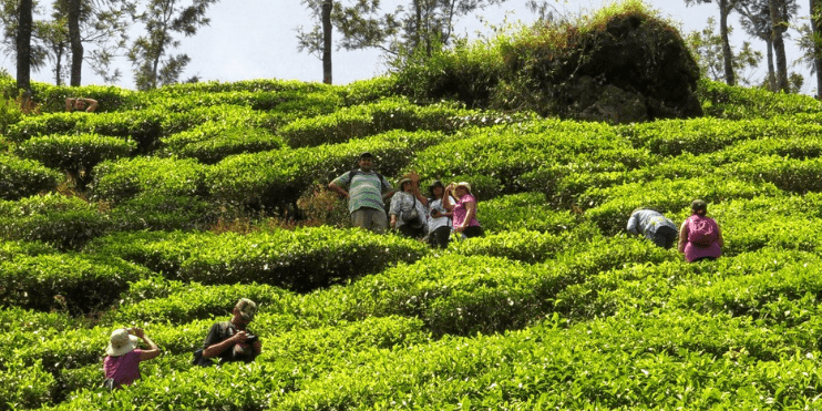 10 Places to Visit in Chikmagalur in 2 Days