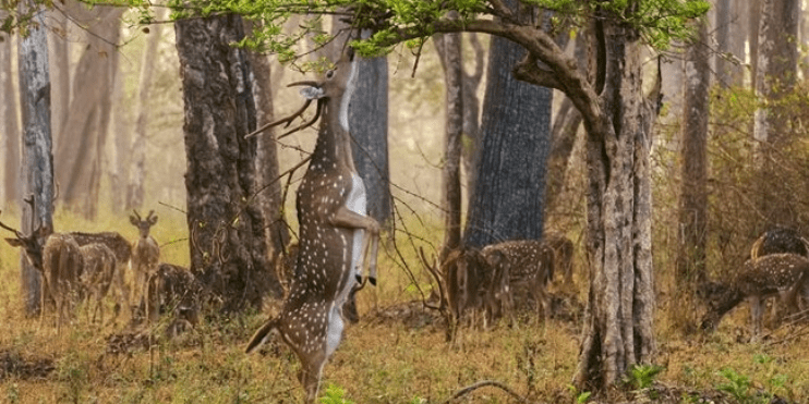 Bhadra Wildlife Sanctuary Adventure in Chikmagalur