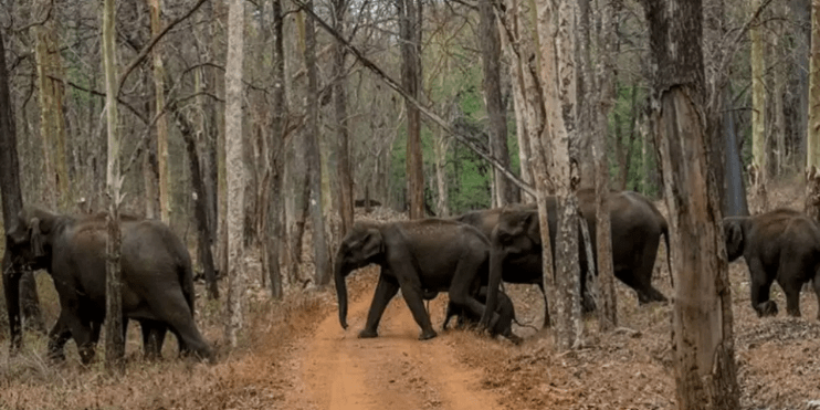Bhadra Wildlife Sanctuary Adventure in Chikmagalur