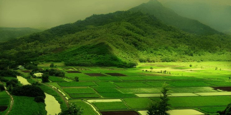 Coorg vs. Chikmagalur: Best Hill Station in Karnataka