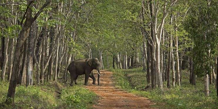 Exploring the Serenity of Kyatanamakki Hills!